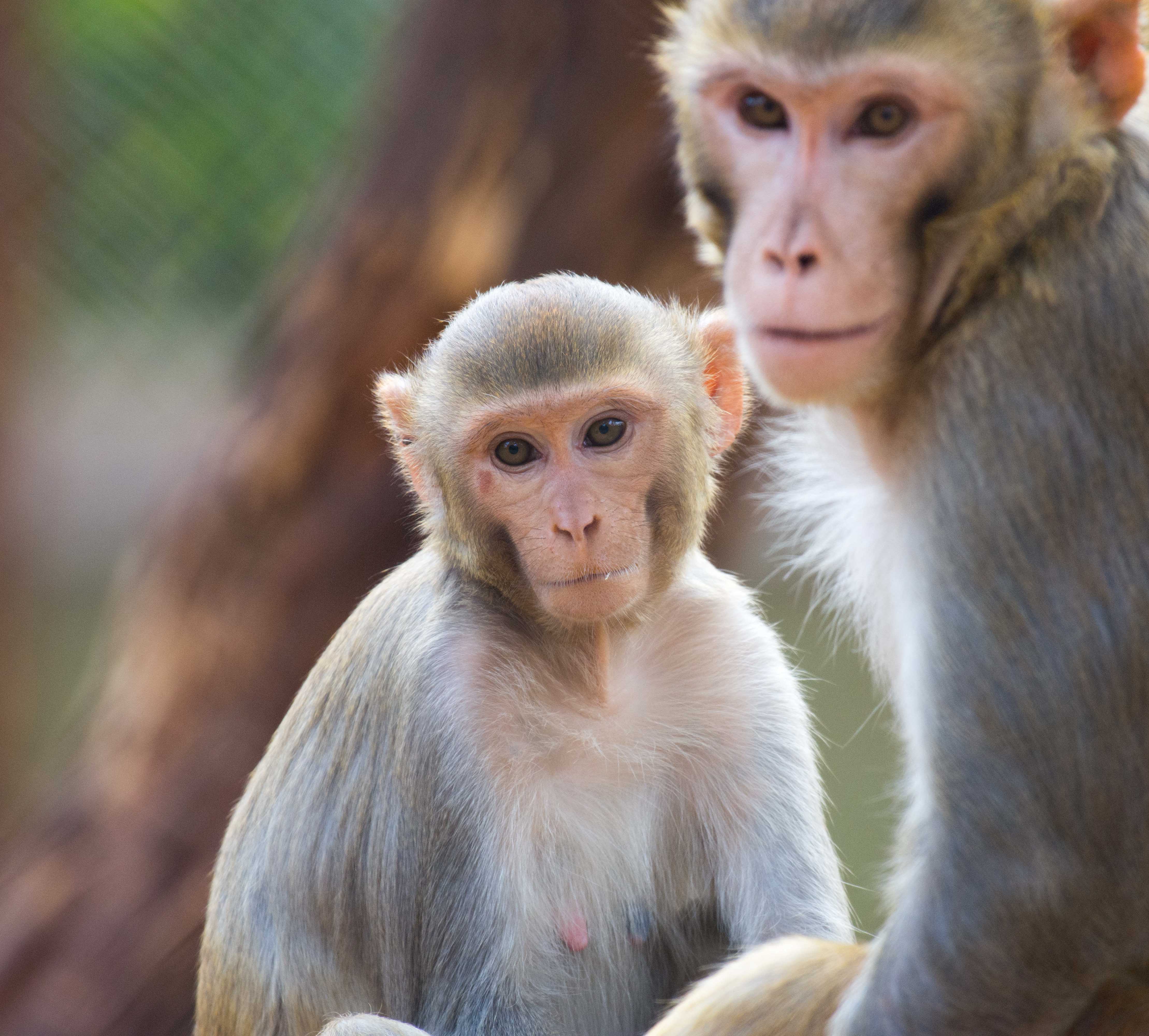 Hampi Zoo