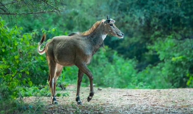Hampi Zoo