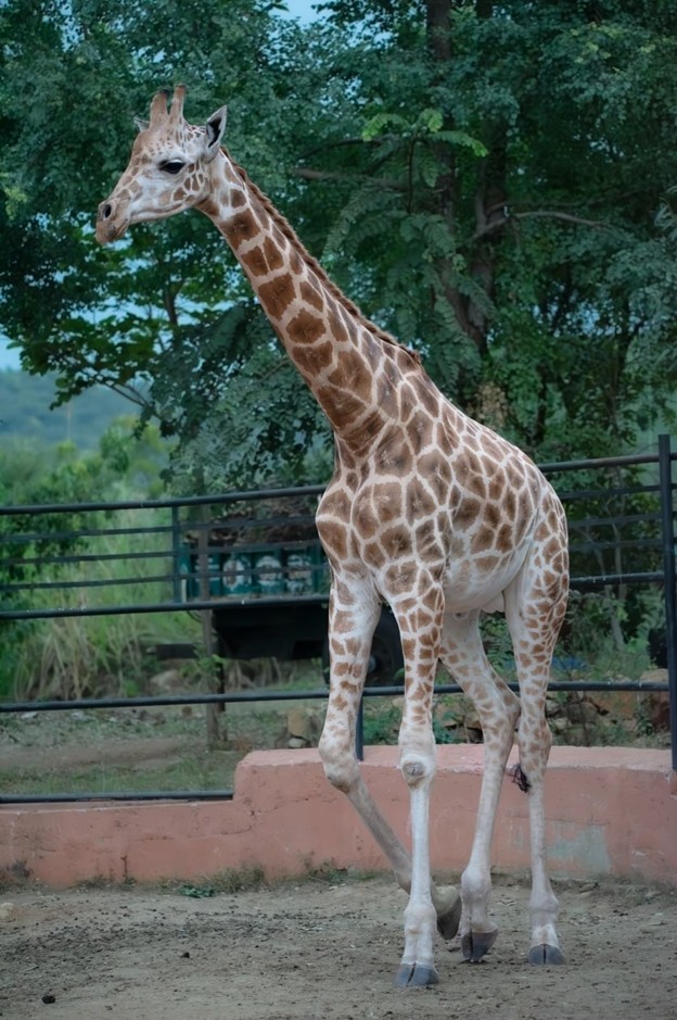 Hampi Zoo