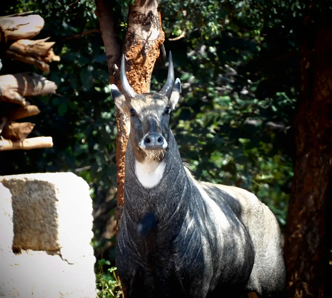 Hampi Zoo