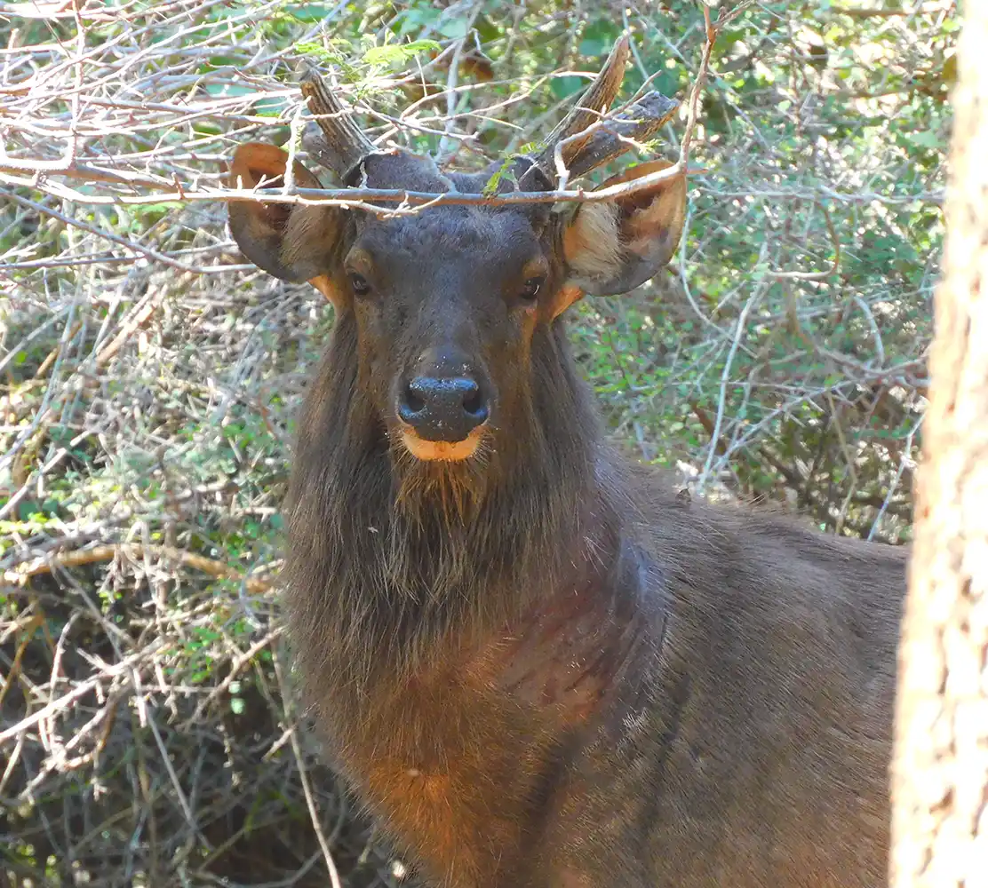 Hampi Zoo