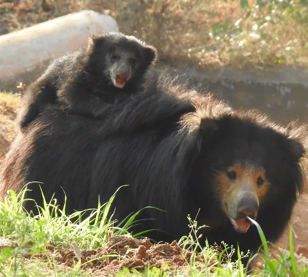 Hampi Zoo - Atal Bihari Vajpayee Zoological Park