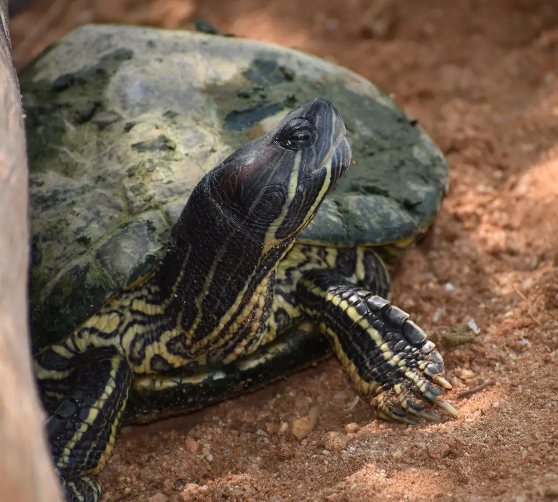 Hampi Zoo